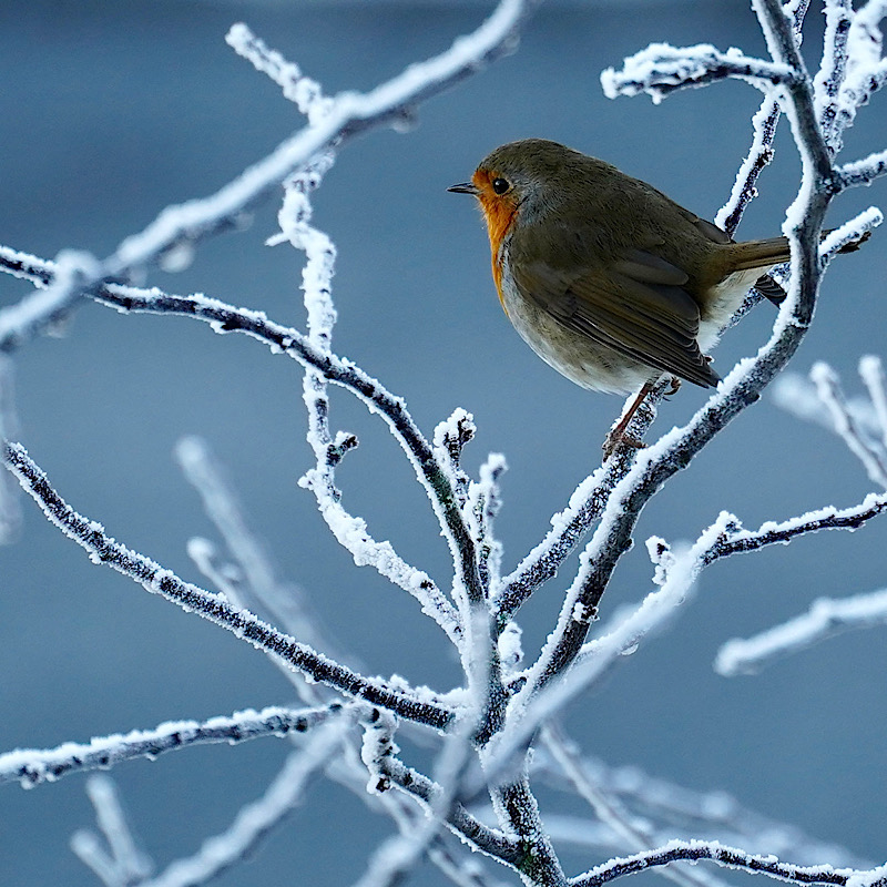 Robin number three | Hawick Camera Club